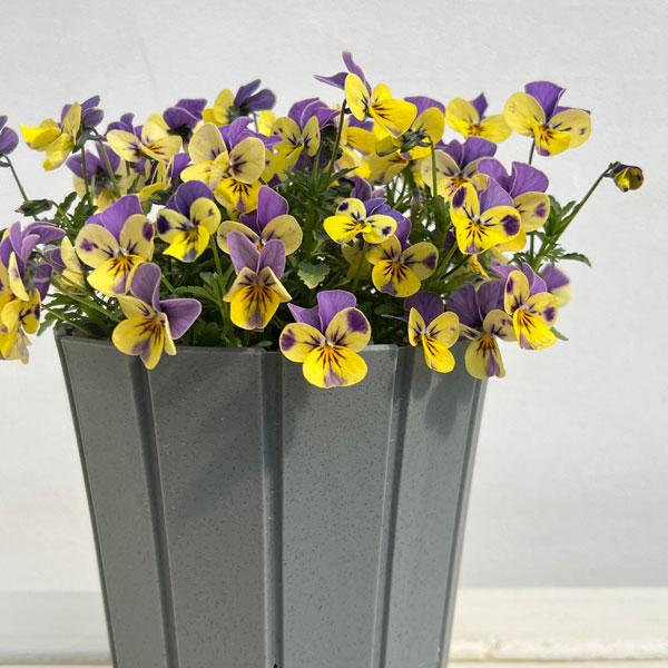 ★５号鉢でこんもりかわいいぽこニャンです★にゃんにゃんぽこにゃんは、ゆるふわ園芸やっちゃんねるさんと見元園芸さんとのコラボ第三弾！やっちゃんさんが見元園芸さんの圃場で選び、そして命名したどことなくねこっぽい顔のビオラです！キリっと青い上弁に...