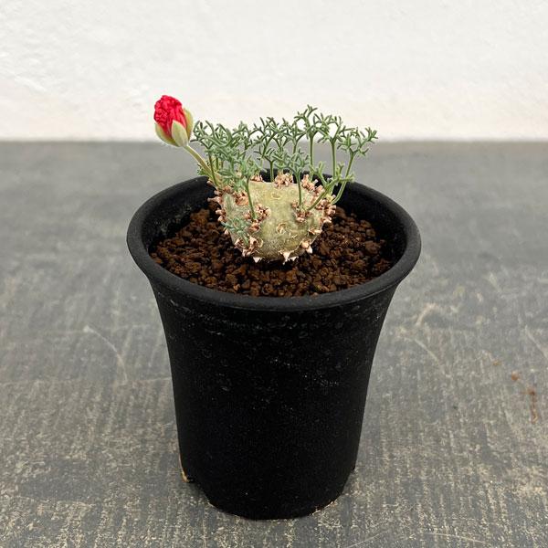 モンソニア　ペニクリナムはアンゴラ・ナミビア・南アフリカの乾燥地帯に自生し、冬型塊根の王様とも呼ばれています。かつてはサルコカウロンの名で流通していました。※詳しい商品説明は下のほうに記載があります