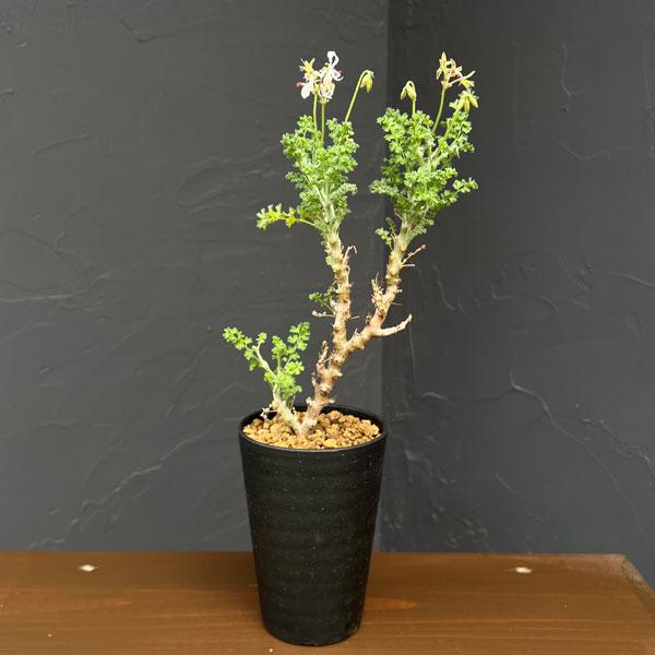 ペラルゴニウムアルテルナンスはフウロソウ科の多肉植物です。属名の由来は、果実の形状をコウノトリのくちばしになぞらえ、ギリシャ語でコウノトリを意味する'pelargo'からペラルゴニウムと命名されました。灌木タイプのコーデックスでその枝ぶりと...