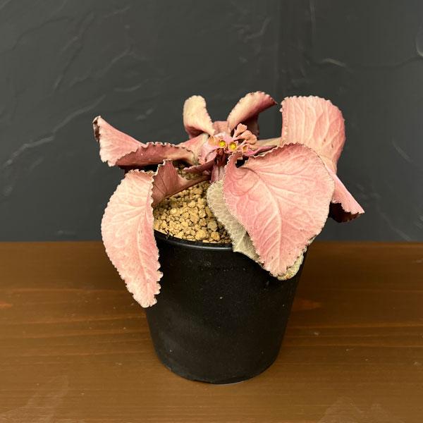 ★現品販売★塊根系ユーフォルビアのフランコイシーは様々な色、葉姿をしているバリエーション豊富な観葉植物です。ほかのユーフォルビアにはない、独特な葉の色合いが魅力です。成長はとても遅いため、じっくりかわいがってください。※詳しい商品説明は下の...