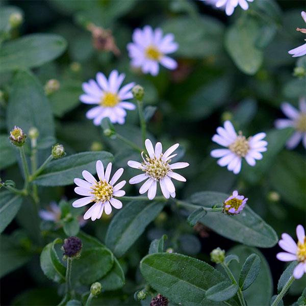青いデイジーのような小花を咲かせるキク科の宿根草 ★入荷から日数が経ったためセール価格となりました。商品の状態は画像と異なる場合があります。★カーリメリス（カリメリス）は宿根アスターの仲間で、ジャパニーズアスターとも呼ばれます。ナナブルーは...