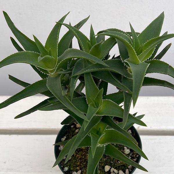アロエデラエティは、シリアリス(Aloe ciliaris)とスコット(Aloe succotrina)の交配種です。あまり流通しない木立性の希少な小型アロエです。枝分かれしたかっこいい樹形になりやすいです。※詳しい商品説明は下のほうに記載...