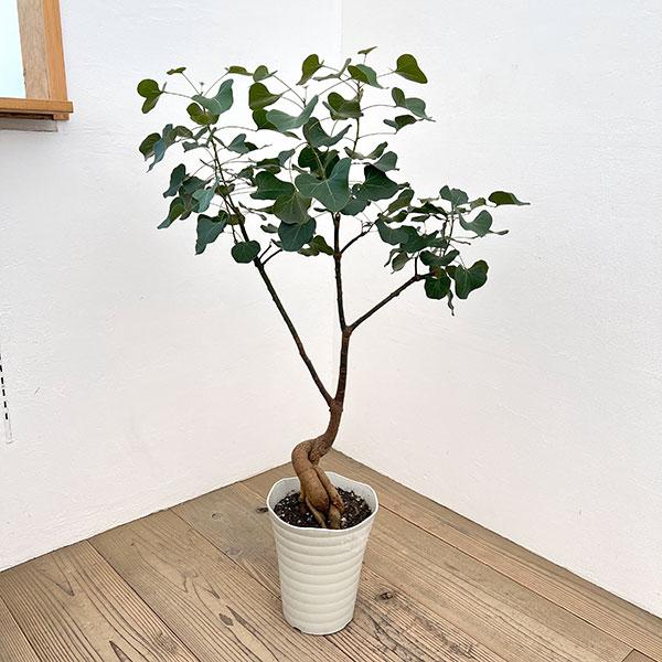 ★現品販売★愛知県の生産者が実生から丹精込めて1本1本仕立てたブラキキトン（ボトルツリー）です。同じものは2つとありません。ぷっくりと基部を肥大させ、原産地では高さ20mにもなる高木のブラキチトン。その基部が特徴的なことからボトルツリーと呼...