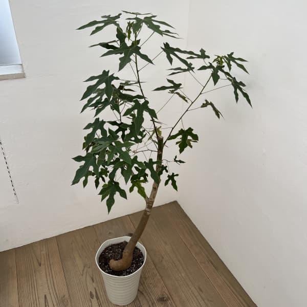 ★現品販売★生産量が非常に少ないボトルツリーディスカラーです。愛知県の生産者が実生から丹精込めて1本1本仕立てたブラキキトン（ボトルツリー）です。同じものは2つとありません。ぷっくりと基部を肥大させ、原産地では高さ20mにもなる高木のブラキ...