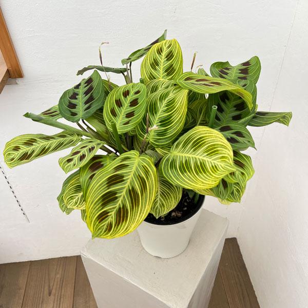 マランタは熱帯アメリカ原産の多年草。薄暗い林の中に自生します。美しい模様が入る葉をもち、茎をのばします。南国の雰囲気満点。暗めの場所でも元気に育ちます。高温多湿を好み、葉から空気中の水分を取り込む植物なので、年間を通してときどき霧吹きで葉に...