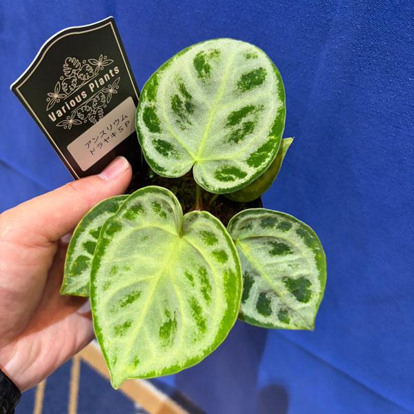 シルバー系のドラヤキです！その名の通りまん丸な形で、ベルベットの様な光沢の葉と銀白色の葉脈が美しい品種です。一花ではなく、美しい葉を楽しむ観葉植物の原種アンスリウムです。株ごとに微妙に異なる美しい葉脈入りの葉がなんとも魅力的です。※詳しい商...