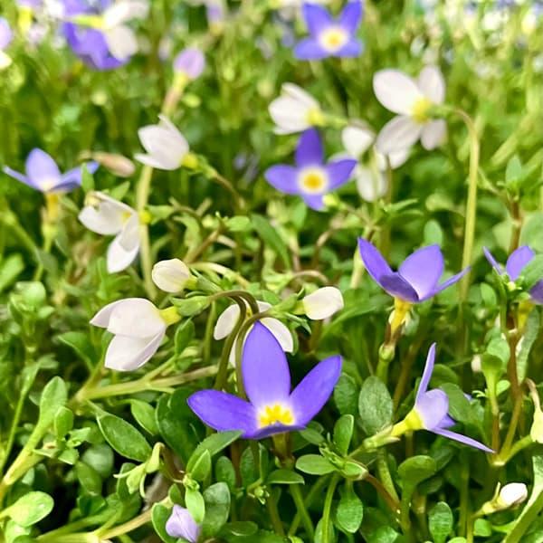 濃青色・淡青色・白の3色を1ポットに植え込んだ、愛らしいヒナソウの寄せ植えです。小さな星形の花が株いっぱいに咲き、春の庭やベランダをやさしい雰囲気に彩ります。※詳しい商品説明は下のほうに記載があります