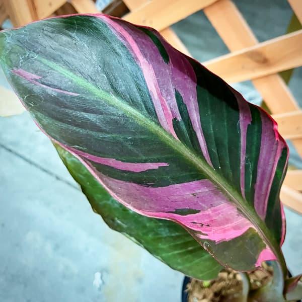 ピンクの斑が美しい希少バナナ！トロピカルな雰囲気を楽しめる観葉植物 ピンクバナナ「ムサ ノノ」は、葉に淡いピンクの斑が入る珍しいバナナの園芸品種です。大きく広がるバナナ特有の葉にやわらかなピンク色の斑が入り、株が成長するにつれて南国らしいボ...