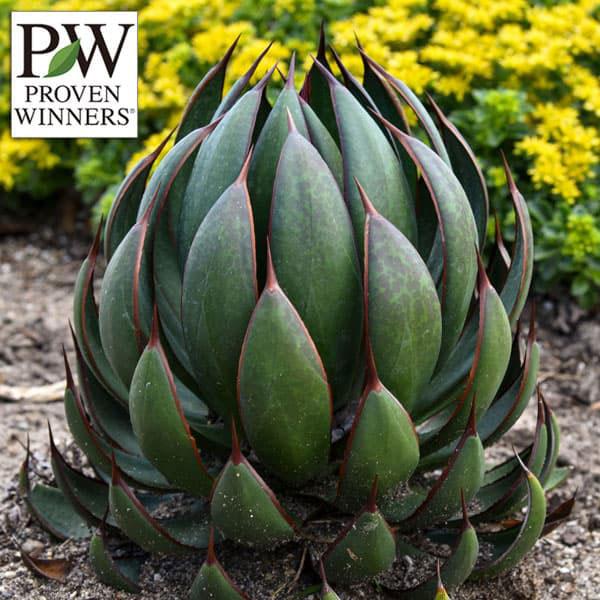 生育旺盛で草花のように栽培できるハイブリッドな多肉植物！アガベの仲間 PW 名前も株姿も個性的なアガベの仲間、マンガベ。新ジャンルのハイブリッド植物で、マンフレダとアガベの属間交配種です。 生育旺盛で、数カ月で何倍もの大きさに成長します。鉢...