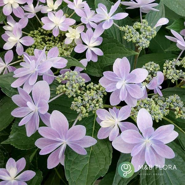 ★開花終了のため特価です。ギフトにはご利用いただけません。★★入荷から日数が経ったためセール価格となりました。商品の状態は画像と異なる場合があります。★ありの侭（ありのまま）はすっきりとした洗練された印象のある八重ガク咲きで、一つ一つの装飾...