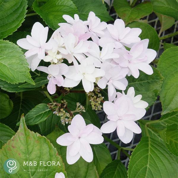 ★開花終了のため特価です。ギフトにはご利用いただけません。★★入荷から日数が経ったためセール価格となりました。商品の状態は画像と異なる場合があります。★クララはその名前の響きの通り、どこか清楚で少女のような可愛らしさがある八重ガク咲きアジサ...