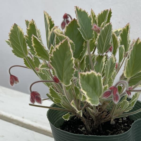 小松フラワーさんのパンジーゼラニウムの斑入り葉タイプ。流通が少ない希少品種です。※詳しい商品説明は下のほうに記載があります