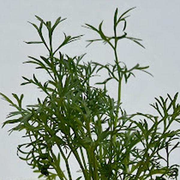 ハーブ苗 「ナリーパクチー」は、糸のように細く繊細な切れ込みの葉が特徴の品種です。その美しい見た目から、料理のトッピングやサラダのアクセントとして非常に映えます。繊細な姿に反してパクチー特有の香りが強く、パンチのある風味を楽しめるのが魅力で...