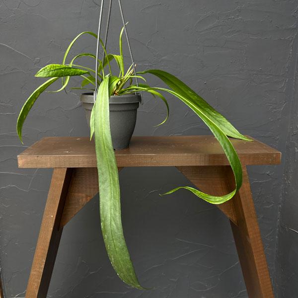 ★現品販売★アンスリウムビッタリフォリウムは原種系のアンスリウムで、垂れ下がる葉が特徴的な品種です。その形状から「ネクタイ」とも呼ばれています。ハンギングや高さのある鉢などによく合います。※鉢のデザインは変更される場合があります。※詳しい商...