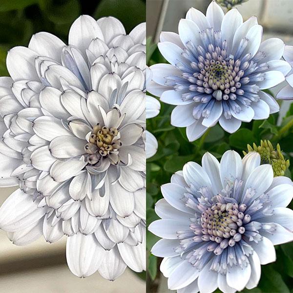 個性的な花色が非常に美しいゲブラナガトヨさんオリジナル品種、2026年春新品種のシルバームーンと人気品種シルバーブルーとの品種比べセットです。※詳しい商品説明は下のほうに記載があります
