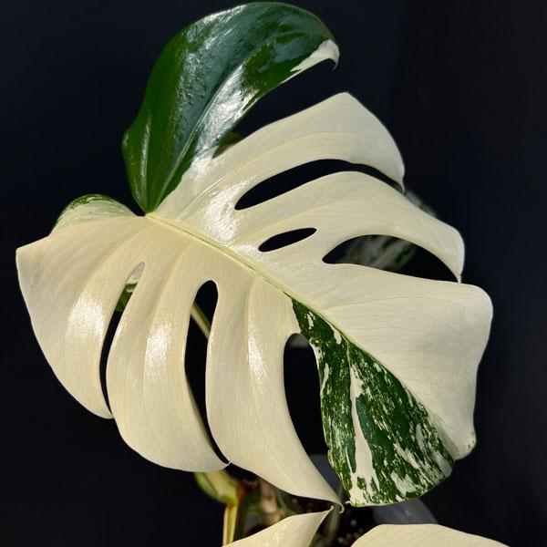 ★現品販売★幹にもしっかり斑が入った白斑モンステラです。国内流通量が著しく少なくなってしまった、希少斑入りタイプのモンステラ。生産者にお願いして何とか分けて頂きました。おしゃれなインテリア観葉としておすすめです！モンステラは、ハート型のつや...