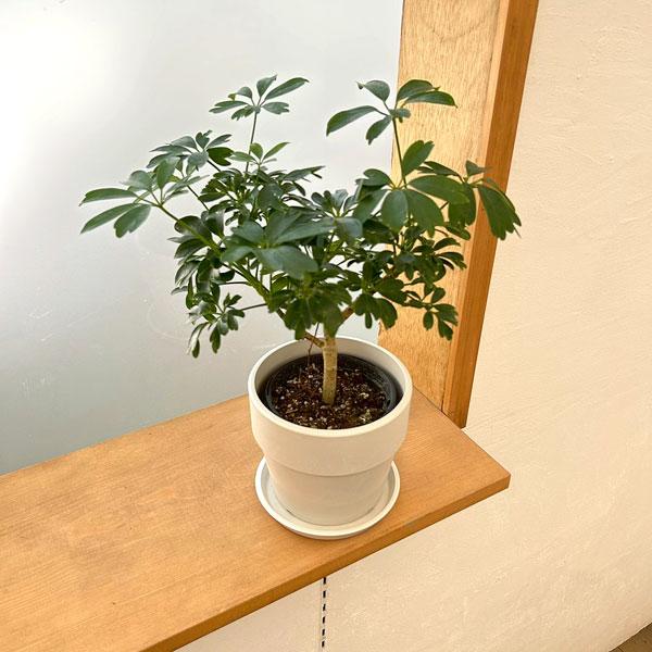 セット内容：※詳しい商品説明は下のほうに記載があります