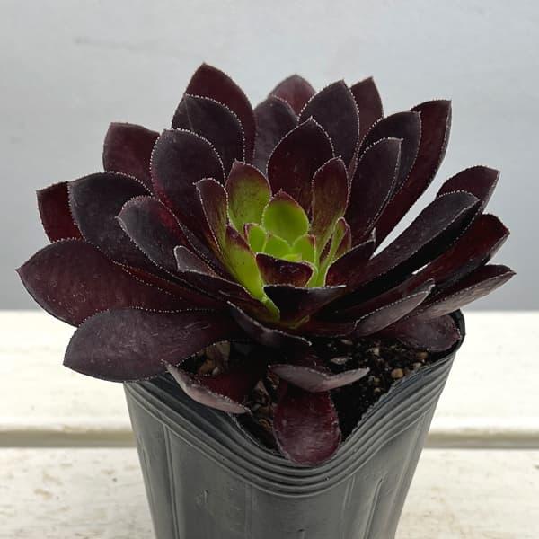 ヨーロッパで初めてできた、センペルビウムとアエオニウム（黒法師）の交配種です。独特の草姿と印象的な葉色で人気の多肉たちをいいとこ取り。成長速度の早さに耐寒性がプラスされた大型の多肉植物として優れた品種となっています。ボリューム感のある株は、...