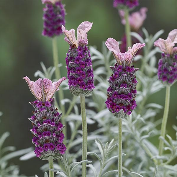 シルバーリーフが美しいフレンチラベンダー。とても美しい銀葉に、シックな花色が映えます。開花期間も長い魅力的な品種です。※詳しい商品説明は下のほうに記載があります