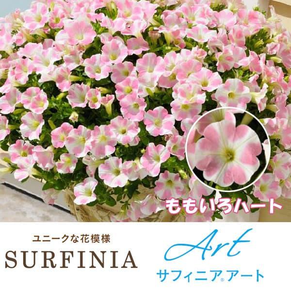 サントリーフラワーズのサフィニアアート（ペチュニア）は花弁に星形の模様が入る印象的な咲き姿。生育・分枝力旺盛で育てやすく、中輪のボリュームある花がたっぷり咲きます。温度や肥料条件で花弁の模様が変化します。もも色ハートは花弁にピンクのハート模...