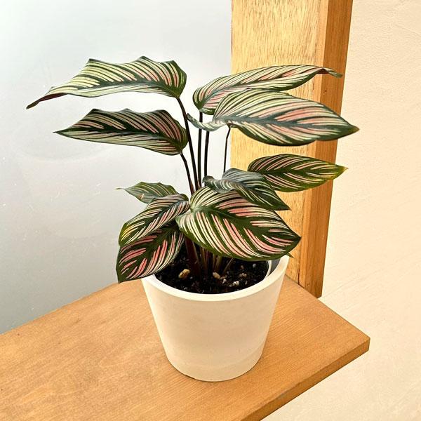 ※詳しい商品説明は下のほうに記載があります