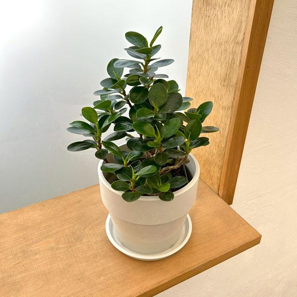 ※詳しい商品説明は下のほうに記載があります