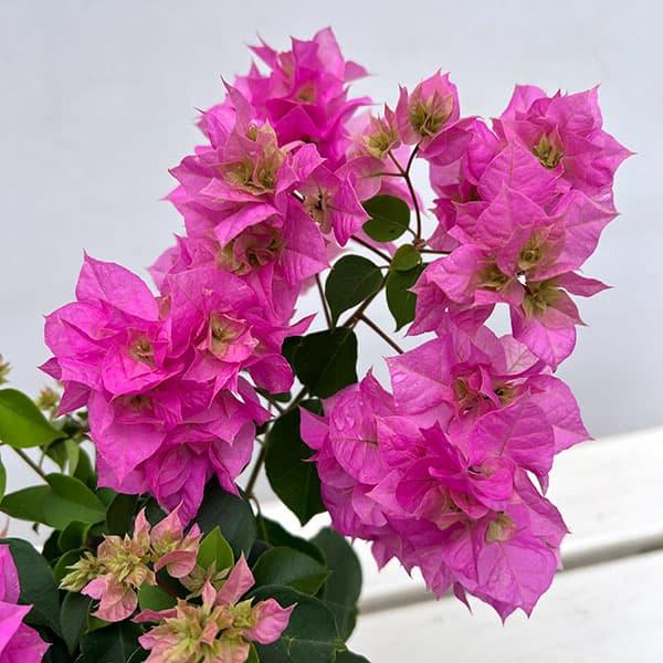 春からきれいに咲く、八重咲きのブーゲンビリア。花弁が多いのでとても豪華です。鉢植え・寄せ植え・寄せ鉢におすすめ。花色は色幅がある品種。写真は一例です。暖かい季節に繰り返し花を咲かせます。お届け時に花が少ない場合があります。★葉が丸くなる性質...