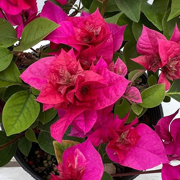 春からきれいに咲く、八重咲きのブーゲンビリア。花弁が多いのでとても豪華です。鉢植え・寄せ植え・寄せ鉢におすすめ。花色は色幅がある品種。写真は一例です。暖かい季節に繰り返し花を咲かせます。お届け時に花が少ない場合があります。★葉が丸くなる性質...