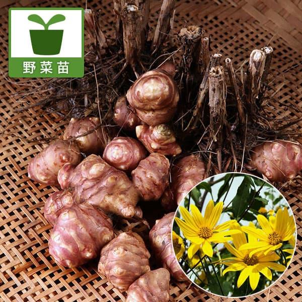 健康価値が高い紫菊芋の球根です。菊芋はキク科のつる性植物で、地中にできる芋を食用とします。食物繊維や他の栄養素を多く含まれ、健康野菜として注目されています。秋にはヒマワリのような鮮やかな黄色の花を咲かせます。サクサクの食感にクセのないさっぱ...