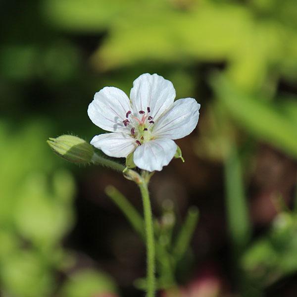 ゲンノショウコは日本の代表的な民間薬として古くから知られている薬草です。北海道から本州〜九州の山野、朝鮮半島、中国大陸などに自生するフウロソウ科の多年草です。ドクダミ、センブリと並んで「日本三大民間薬」の一つに数えられる品種です。「ゲンノシ...