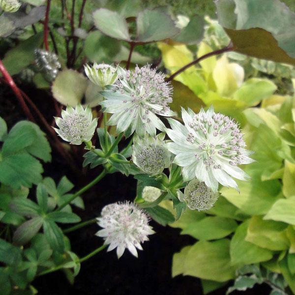 アストランティアは星をちりばめたように大輪の花が咲き、独特の風情がある宿根草です。春夏から秋まで次々に花穂が上がり咲き続けます。寒さにはたいへん強く寒冷地むきです。逆に高温には弱く、特に夜間の温度が高いと株が弱るため、関東地方以南の平野部で...