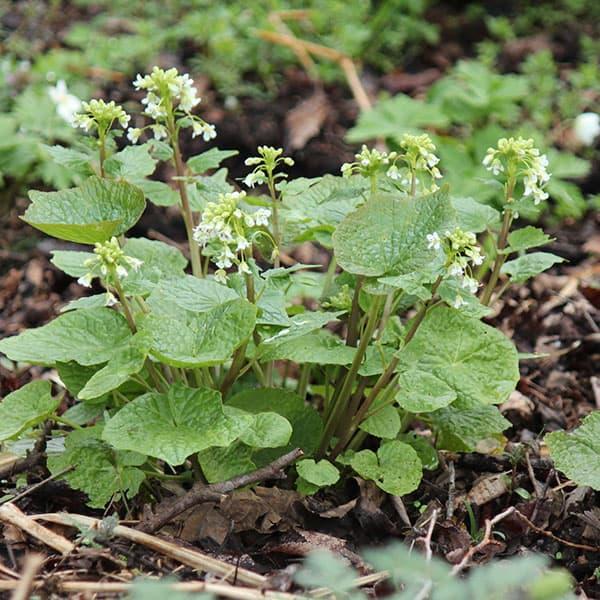 全国の山野に自生する山菜・ピリッとした風味のある茎葉や花・根を食用に ユリワサビ（百合山葵）は、縄を除く日本全国の山地の湿った場所に生えるアブラナ科の多年草です。早春（3&amp;#12316;5月）に小さな白い4弁花を咲かせます。葉茎にワ...