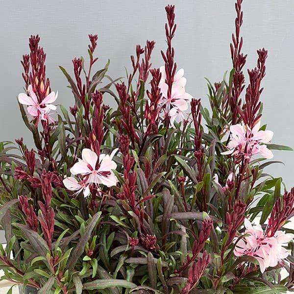 「こもも」は、わい性タイプで赤みがかるはにソフトピンクの小花を咲かせます。コンパクトな草姿なので鉢植えやガーデンの手前側で活躍します。※詳しい商品説明は下のほうに記載があります
