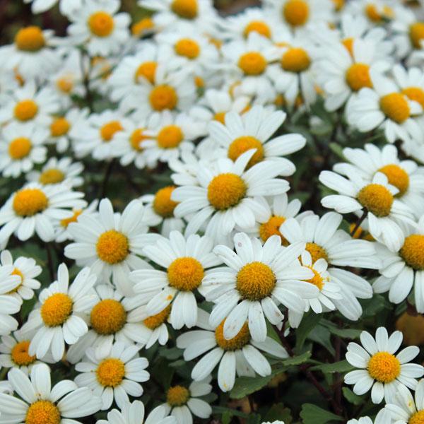 コハマギクは晩夏から秋にかけてマーガレットに似た、白い花弁に中心が黄色の花を秋に咲かせる多年草です。太平洋側の海岸などに自生するキク属の多年草で、性質は丈夫で一度庭に植えればほとんど手がかかりません。ハマギクよりも小型で、白〜淡桃色の花の印...