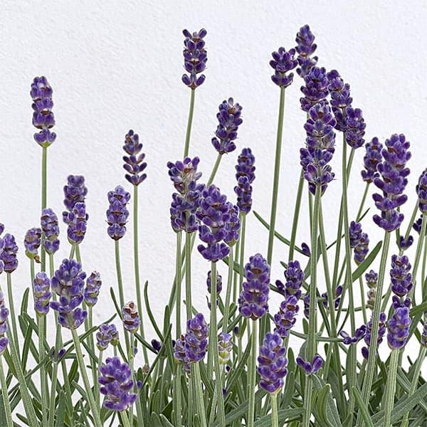 ★開花終了株のため特価です★★入荷から日数が経ったためセール価格となりました。商品の状態は画像と異なる場合があります。★シャインブルーは、濃いめの花色が印象的で草姿のバランスもよいイングリッシュラベンダー。従来種よりも耐暑性にも優れています...
