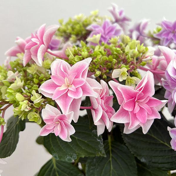 ★花が咲き進んでいるため特価です。ギフトにはご利用いただけません。花を切り戻してのお届けとなる場合があります★★入荷から日数が経ったためセール価格となりました。商品の状態は画像と異なる場合があります。★アジサイ・獅子王は八重咲のガクアジサイ...