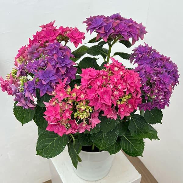 ★花が咲き進んでいるため特価です。ギフトにはご利用いただけません。花を切り戻してのお届けとなる場合があります★★入荷から日数が経ったためセール価格となりました。商品の状態は画像と異なる場合があります。★庭に植えられる丈夫で美しい西洋アジサイ...
