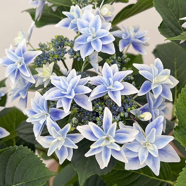 ★花が咲き進んでいるため特価です。ギフトにはご利用いただけません。花を切り戻してのお届けとなる場合があります★★入荷から日数が経ったためセール価格となりました。商品の状態は画像と異なる場合があります。★「ひより（日和）」は、佐賀県あじさい研...