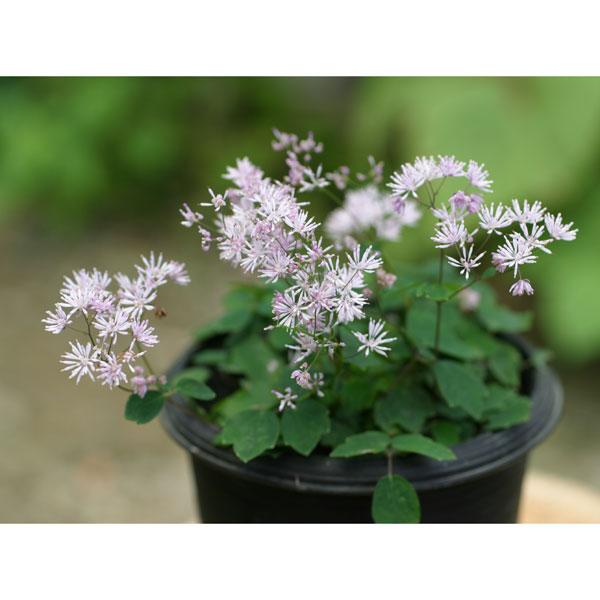 さわやかなカラマツの葉のような花を咲かせるカラマツソウの仲間。山野草として親しまれている品種は外来種が多いカラマツソウですが、ツクシカラマツは日本原産で小型の強健です。花は淡い紫色です。※詳しい商品説明は下のほうに記載があります