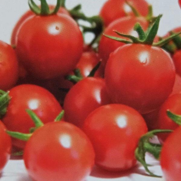 ミニトマト「まゆか」は、プロの生産者からも高く評価される、非常に糖度が高く食味に優れた品種です。最大の特徴は、フルーツのような強い甘みと、口の中に残りにくい薄い皮です。艶やかな赤色の実は見栄えも良く、酸味とのバランスも絶妙です。また、病気に...