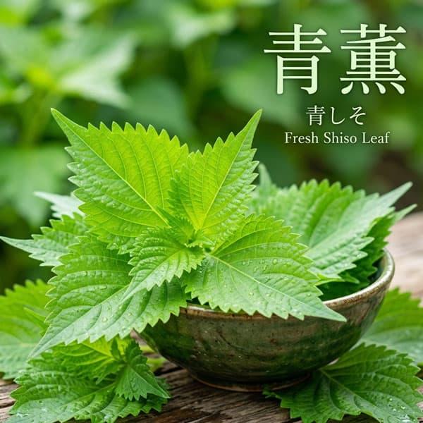 「青薫」は、その名の通り、突き抜けるような清涼感あふれる香りが最大の魅力である青しそです。従来の品種に比べても香りが非常に強く、一枚添えるだけで料理の風味を格段に引き立てます。肉厚で鮮やかな緑色の葉は、シャキッとした食感と瑞々しさが長持ちす...