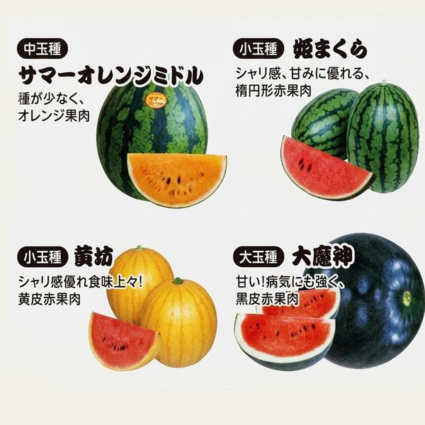 「サマーオレンジミドル」は種が少なく、鮮やかなオレンジ色の果肉が特徴の中玉種です。「姫まくら」は小玉の楕円形で、優れた甘みとシャリ感を楽しめます。「黄坊」は珍しい黄皮に赤果肉の小玉種で、食味の良さが際立ちます。そして大玉の「大魔神」は、病気...