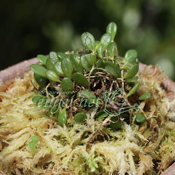 ベニマメヅタ葉姿がシダ植物のマメヅタによく似ていることからその名がついた、小型の着生ランです。関東地方以西に自生し、樹木や岩場に着生して表面を覆い尽くすように伸び広がります。多肉質の丸葉が可愛らしく、初夏に淡い黄色のユニークな小花を咲かせま...