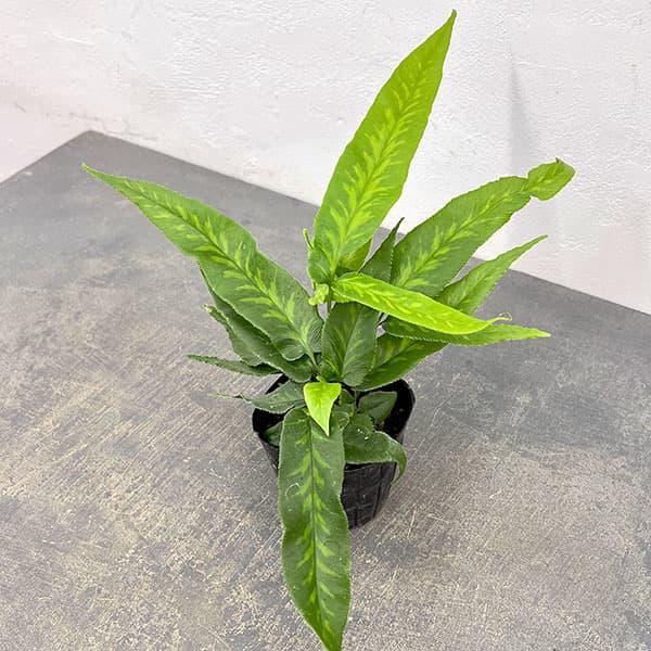 ★葉傷みあるため特価です★珍しいシダ植物のコニオグランメジャポニカが入荷しました。エイメンシスよりも長細いはで、ライトグリーンのゼブラ模様がとても美しいです。少しデリケートな植物ですが、高温と乾燥に注意しながら育ててください。※詳しい商品説...