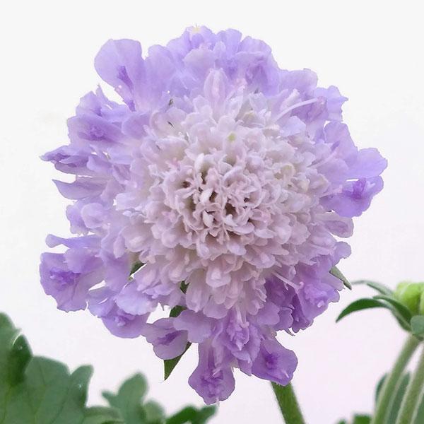 スカビオサ（西洋松虫草）は日本の山野に自生する松虫草よりも大輪で、花色も華やかなので人気があります。涼しげな花色で、花壇やコンテナにおすすめです。ブルーノートはわい性の青花小輪多花性品種です。長期間にわたって次々に咲きつづけ、長く楽しめる点...