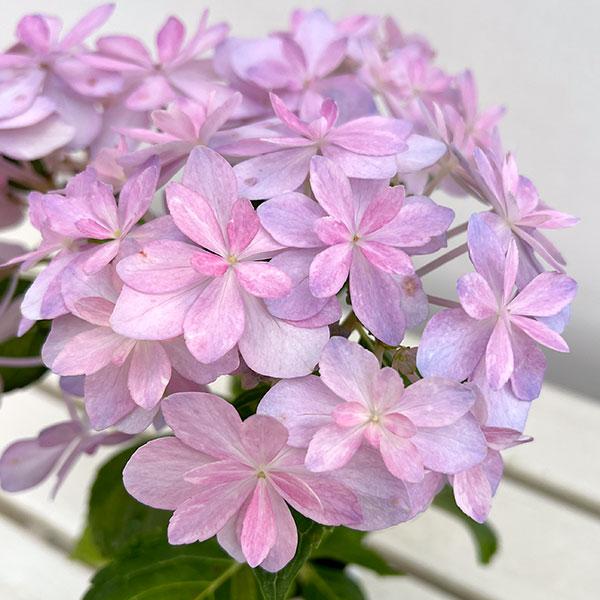 ★この商品は苗木です★楽園は装飾花が重なり合う八重咲きで存在感のある花です。花色はグラデーションがかった複色で立体感があります。流通が少ない品種です。※詳しい商品説明は下のほうに記載があります