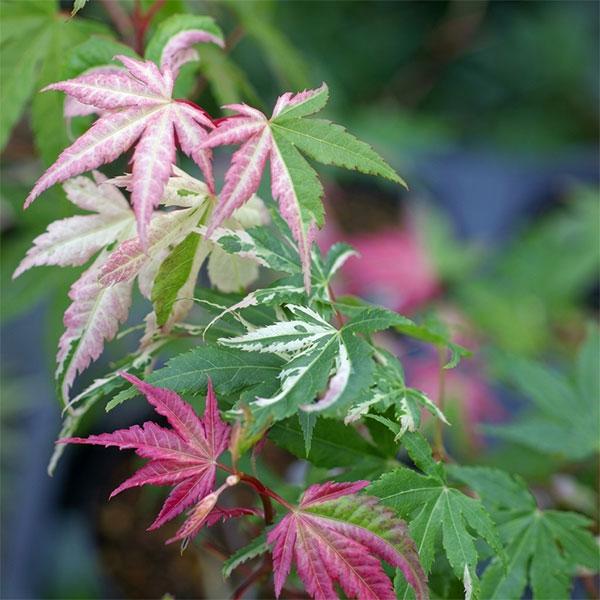 春の新緑、秋の紅葉の美しさも格別なもみじの木。旭鶴は120年も受け継がれてきたイロハモミジの代表的な品種のひとつ。春はピンクから淡い斑入り、夏は薄緑、秋は真っ赤に紅葉する、四季の変化が美しい品種です。強健で育てやすく、初心者にもおすすめです...