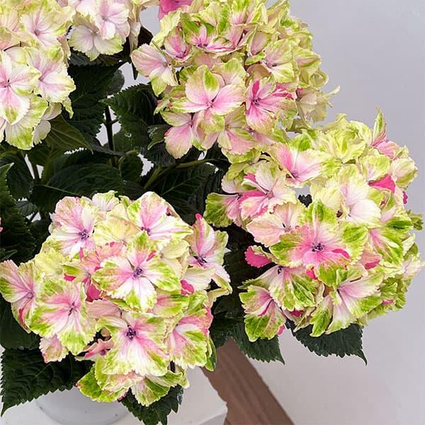 ★花が咲き進んでいるため特価です。ギフトにはご利用いただけません。花を切り戻してのお届けとなる場合があります★★入荷から日数が経ったためセール価格となりました。商品の状態は画像と異なる場合があります。★「ミルキーウェイ」は、2025年に登場...