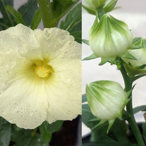 ローゼルは主にハイビスカスティーの原料となる植物で、豊富な栄養価からも注目されています。初夏からハイビスカスのような花を咲かせ始め、その後に白い果実（花びらが落ちた後のガク片や総苞片）ができます。この果実を生のままジュースやジャム、サラダに...