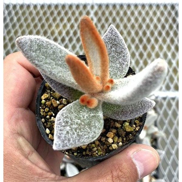 カランコエセピアはもふもふ多肉のツキトジ系品種です。中心部分の新芽が茶色く色づくのが特徴です。多肉植物として楽しむカランコエです。肉厚の葉のかたちが面白いものや銀粉を吹くもの、ビロードのような短い毛が生えているものなど、多様な葉姿で魅了しま...